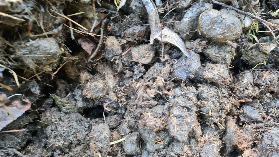 WELL ROTTED PONY MANURE ~ GREAT MULCH ~ SOIL IMPROVER MANY USES ...