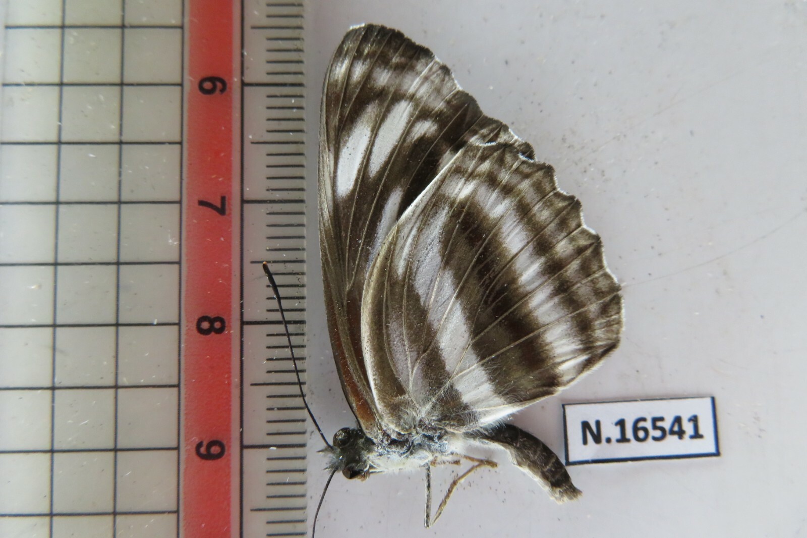 N16541. Insects butterflies: Nymphalidae sp. Vietnam, Gia Lai | eBay