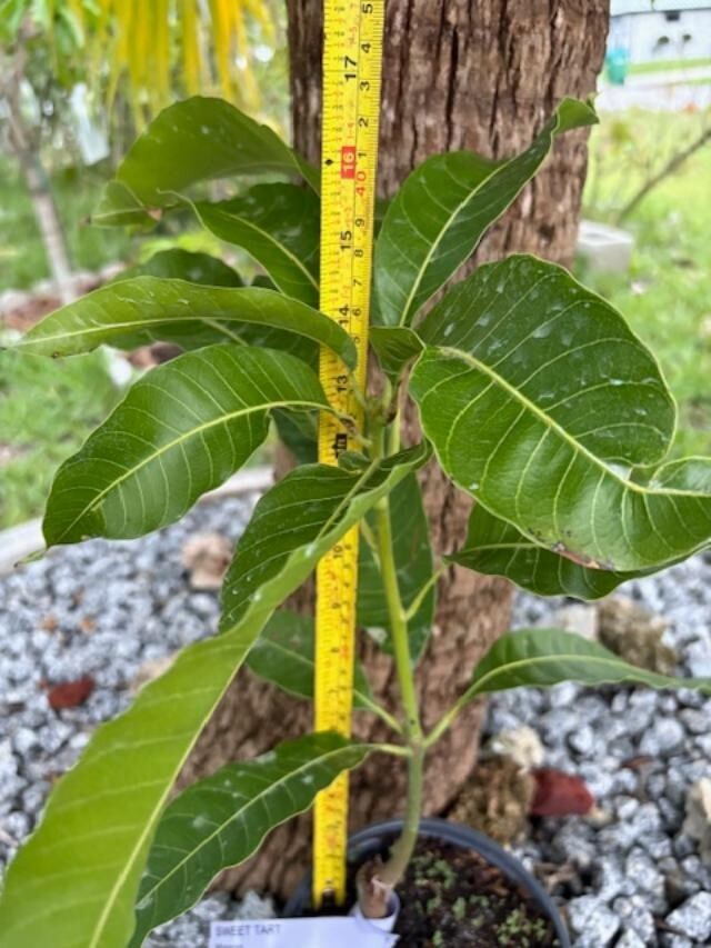 11 MO OLD GRAFTED SWEET TART MANGO (MANGIFERA INDICA) SEEDLING OF THE ...