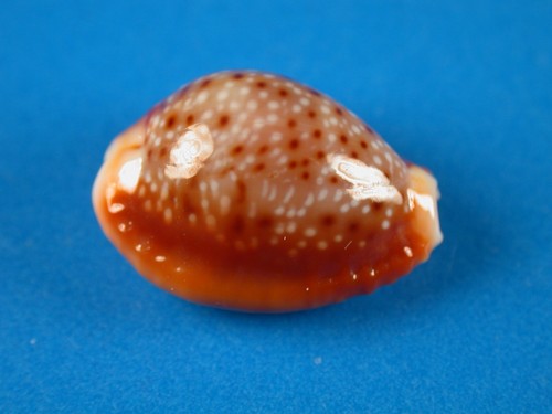 Cypraea bellatrix, Excellent Pattern, Heavy Callous, 18.6mm, Marquesas ...