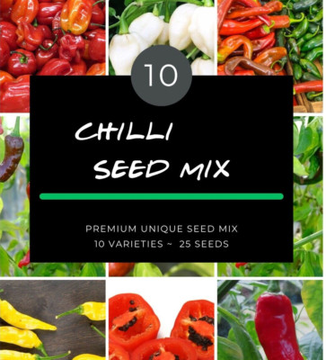 CHILLI MIX 25+ seeds heirloom summer vegetable many colours/ shapes ...