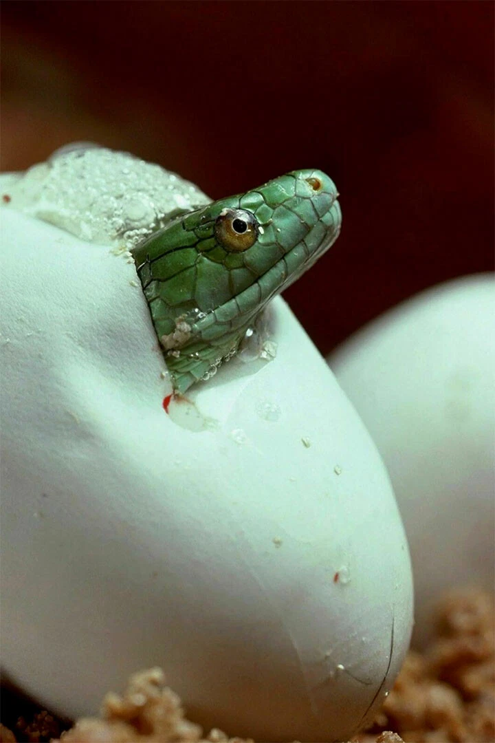 Snake Eggs Hatching