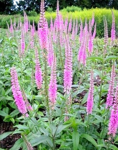 Longleaf Speedwell (Veronica longifolia) “Pink Shades” x 50 seeds ...