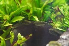 PACK OF 5 - Striped Butterfly Reticulated Tiger Hillstream Loach Algae ...