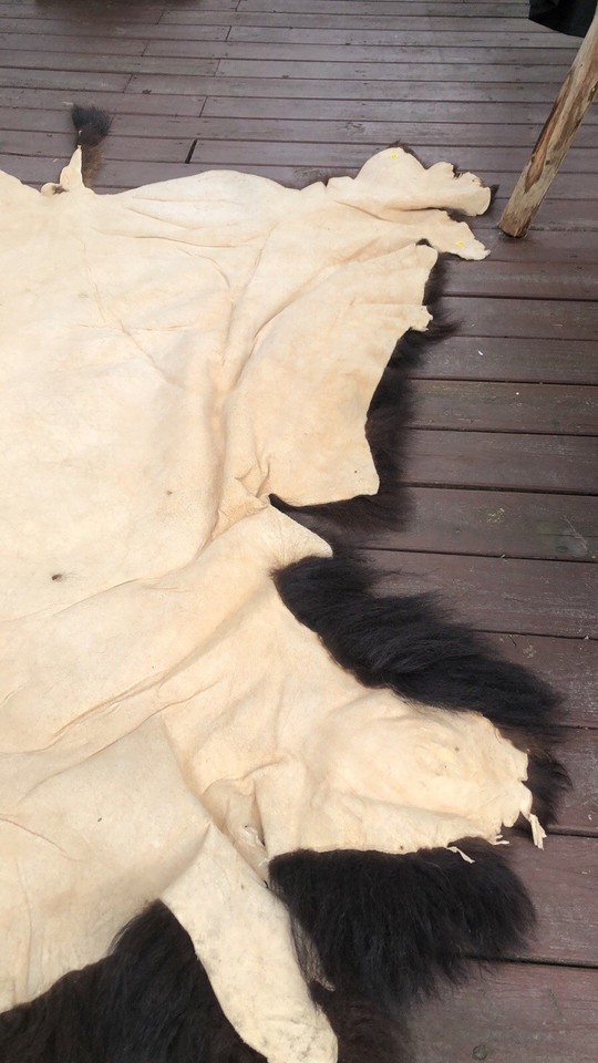 Genuine Buffalo/Bison Hide Rug w/Tail, Extra Large - Approx. 7’6”x 6 ...