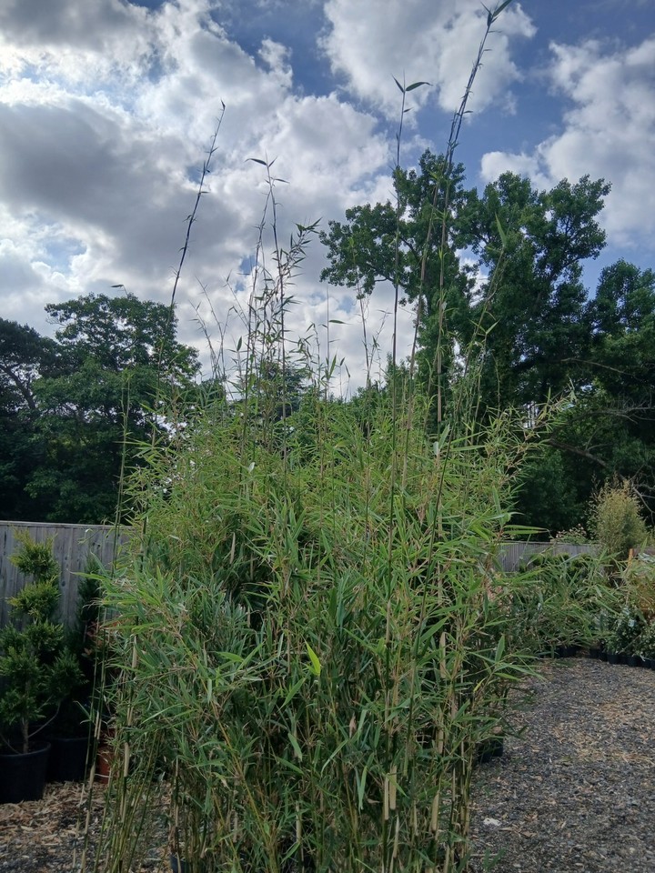 Fargesia Robusta CAMPBELL Bamboo 10L POTTED Plant Clumping bamboo 175cm ...
