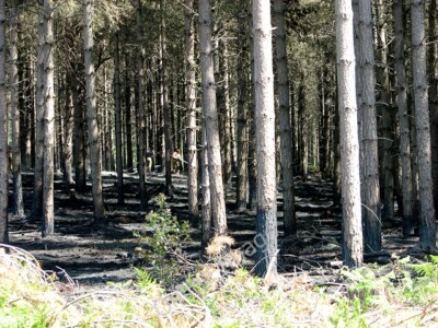 Photo 6x4 Fire in Fritton Wood Fritton/TG4600 During an exceptionally ...