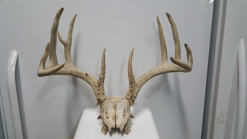 WINTER KILL 134 6/8" WHITETAIL DEER RACK Antlers mule mount taxidermy ...