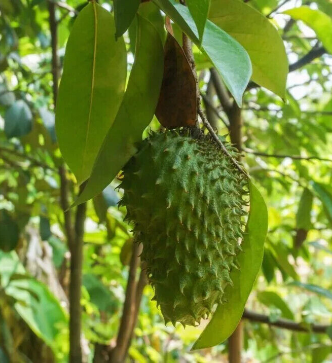 Dried Soursop Organic Natural Tea Leaves Graviola Hojas Guanabana ...