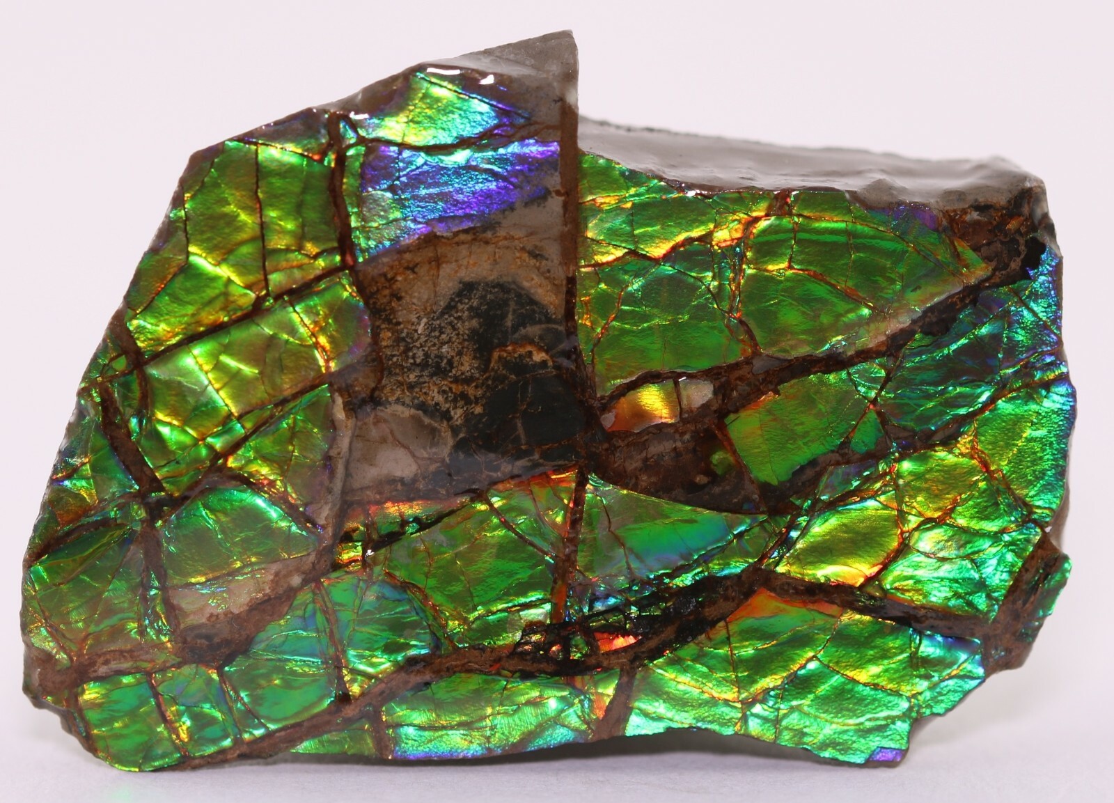 Ammolite Placenticeras Korite Mine Bearpaw Form. Alberta Canada COA ...