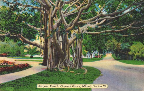Miami Florida, Banyan Tree in Coconut Grove, Vintage Postcard | eBay