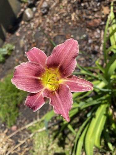 3 DayLily Dark Pink/ Yellow Bare Roots Live Starter Plants Freshly Dug ...