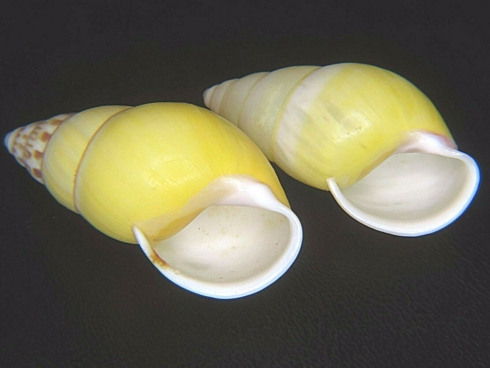 AMPHIDROMUS QUADRASI f SOLIDUS: NICE YELLOW PAIR @ 39.74MM & 35.75MM - (SET#2) | eBay