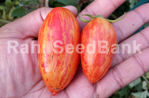 Casady's Folly Tomato - 10 Seeds! | eBay Australia