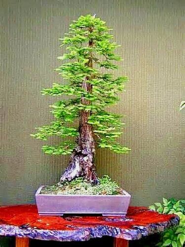 Redwood Bonsai