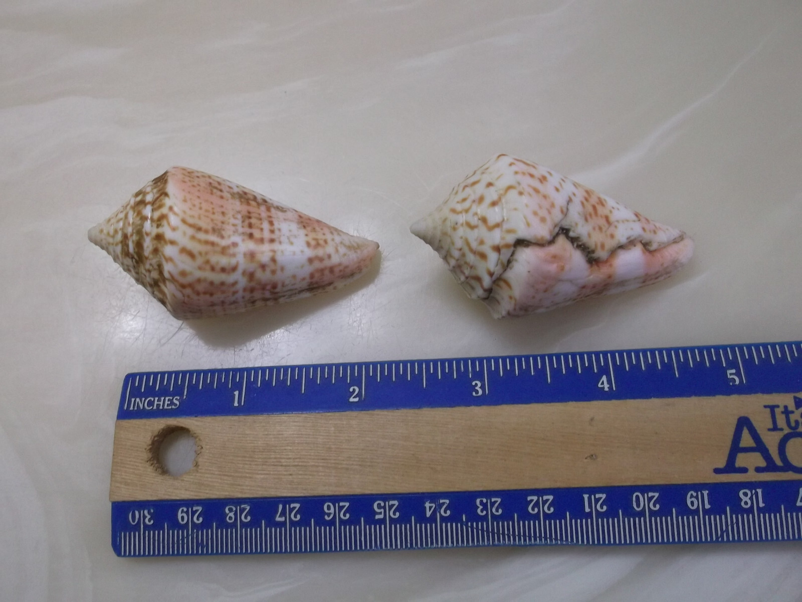 Lot of 2 Cone Sea Shells, Shell Lot Cleaned Beautiful. Great for crafts ...