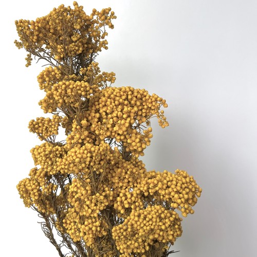 Preserved Yellow Rice Flower Stems | eBay