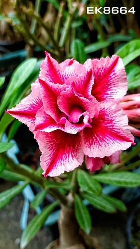 Adenium Obesum greffé Rose du désert superbe fleur double pétale ...