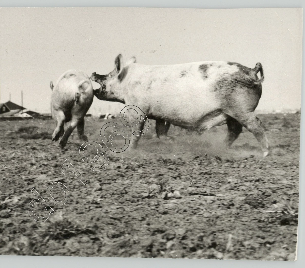 Running Farm Animals