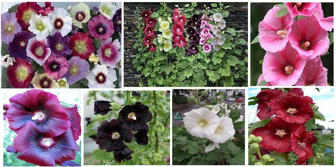Mixed Colors Pretty HOLLYHOCKS Cherry Pink Purple White Red 25 +SEEDS ...