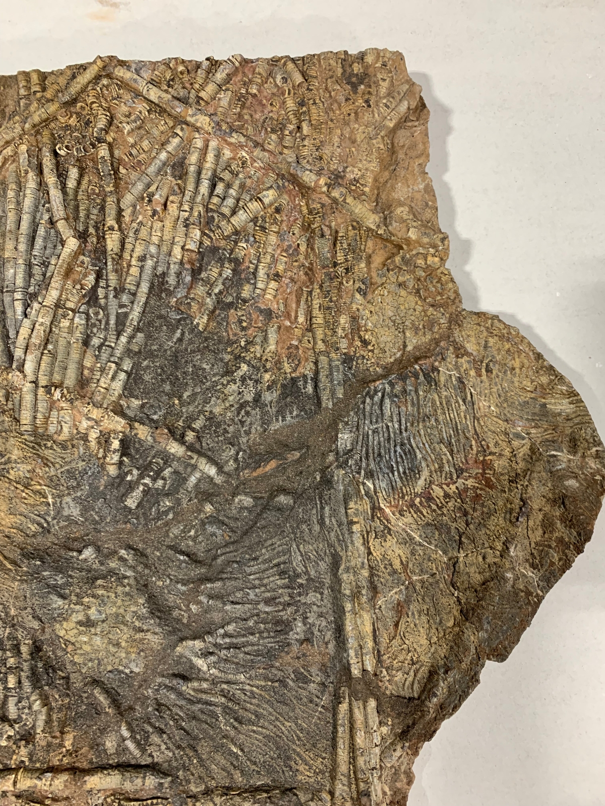 Giant Crinoid Plate | eBay