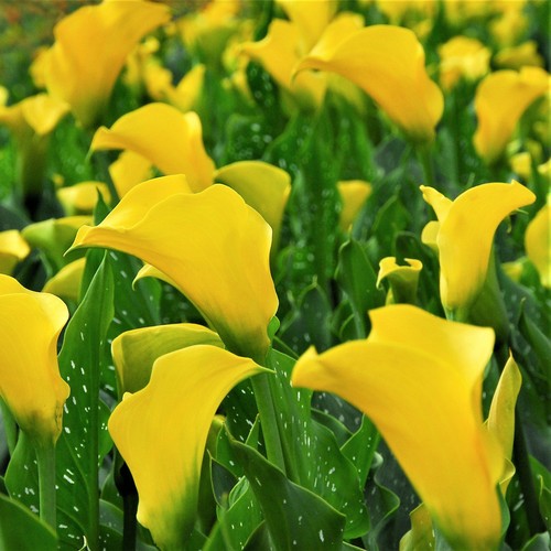 Easy to Grow Calla Sun Club 3 Plant Bulbs Yellow Summer Flowers | eBay