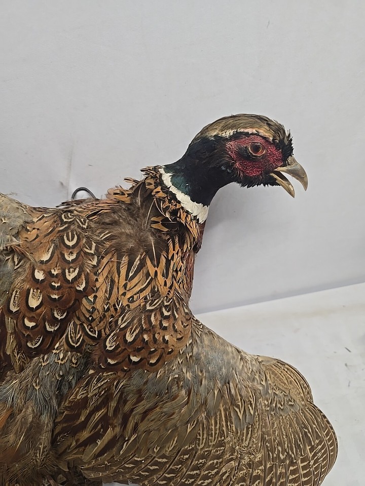 Ring Necked Pheasant Taxidermy , Flying Pheasant Mount | eBay