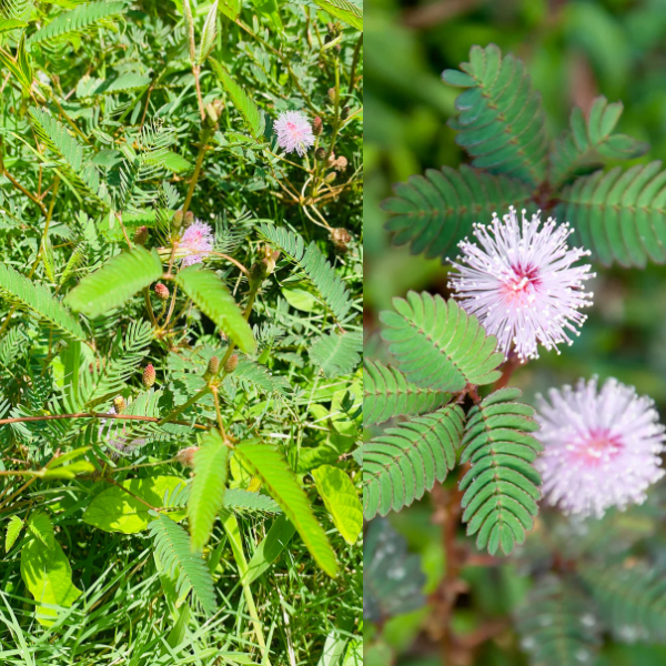 100g Mimosa Plant Dried Pudica Sensitive Organic Leaves Herbal ...