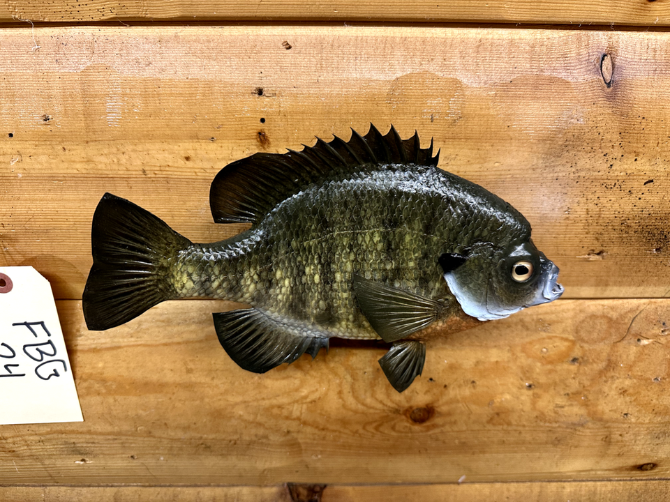 Brand New Real Skin Mount Bluegill Blue Gill Sunfish Perch Fish ...