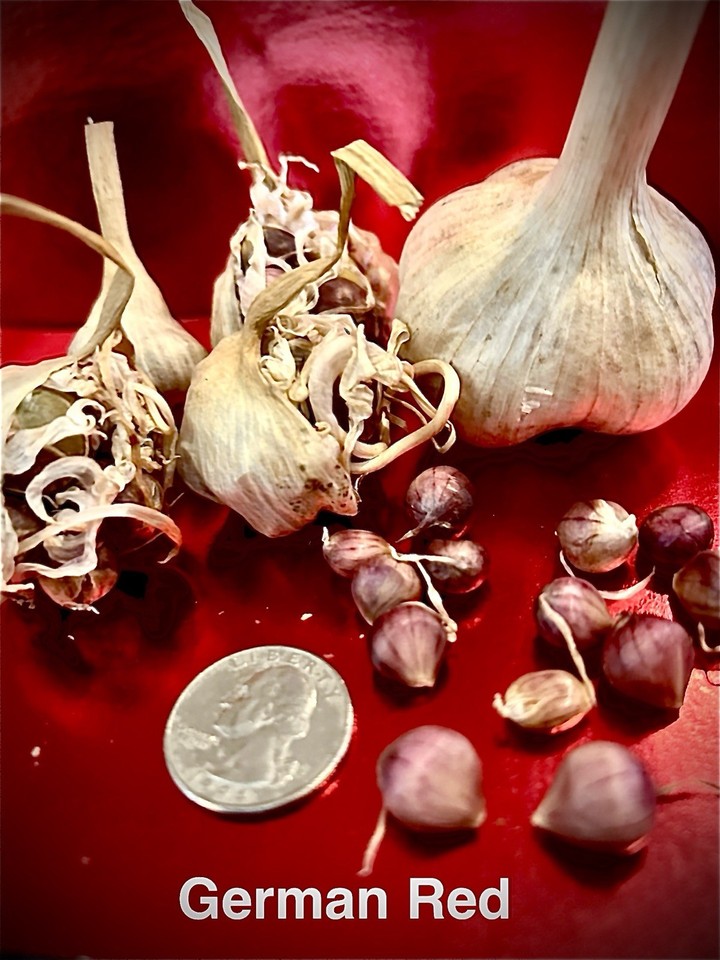 German Red Garlic - 1/2+ oz. Bulbils to plant. Grow Gourmet Garlic ...