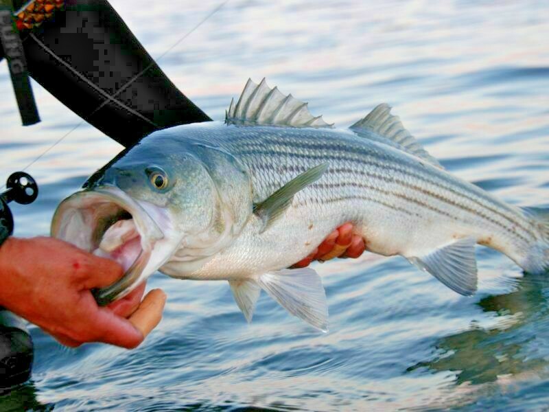 MANGROVE SNAPPER Fishing Rig Whiting Spot Trout Pompano Surf Pier 1/0 ...