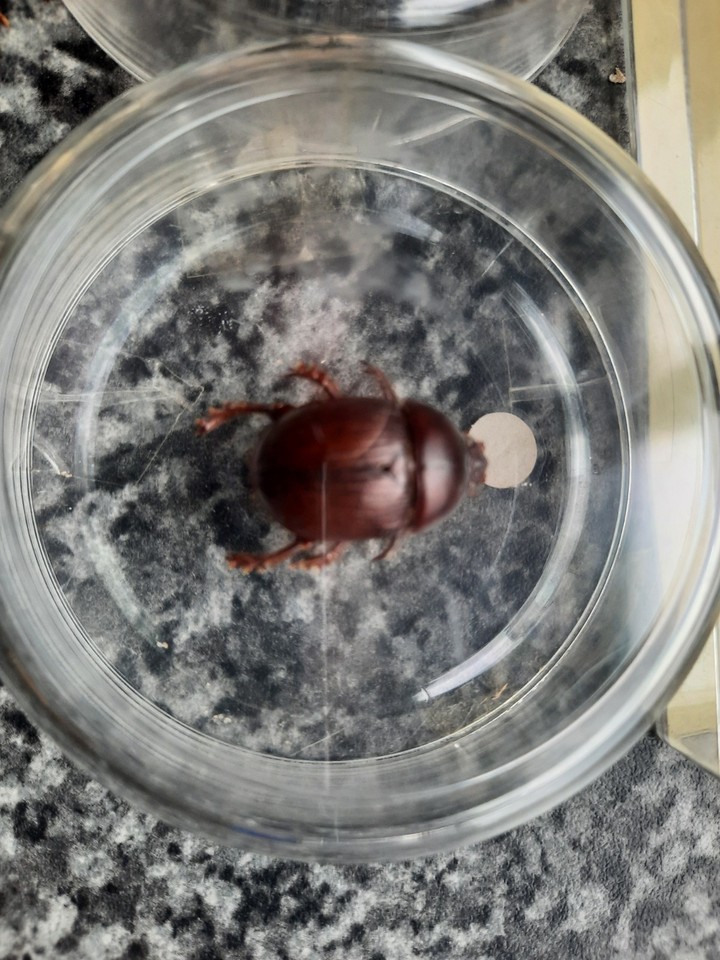 Taxidermy Skull Bugs Craft Joblot Bones Mole Moth starfish magpie ...