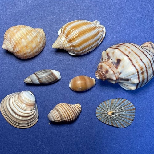 Shell from japan sea Shells of Okinawa | eBay