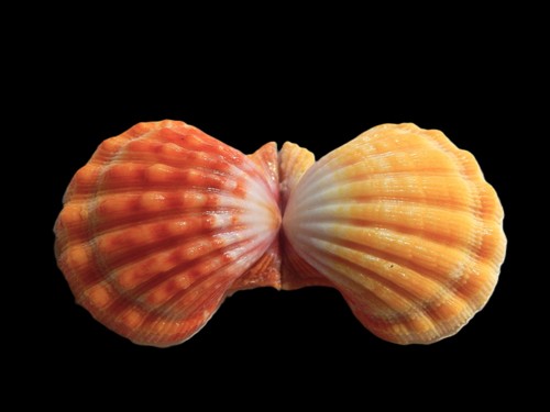 Pecten langfordi Sunrise Shell 29.36 mm Color and Quality Oahu Hawaii ...