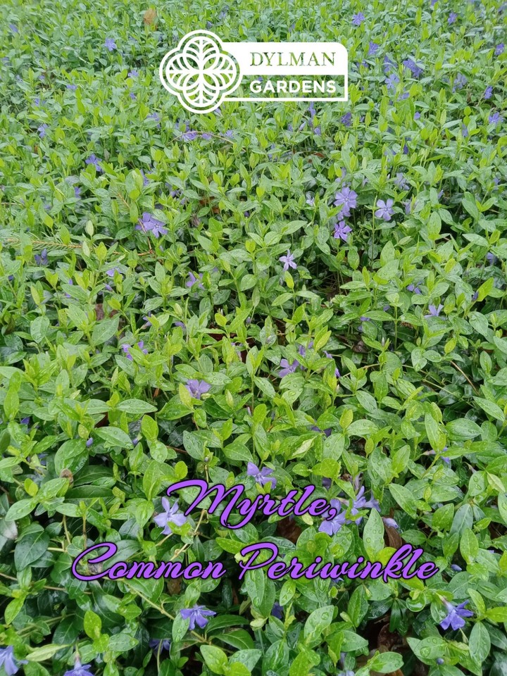 Creeping Myrtle (Vinca Minor) Common, Dwarf Periwinkle - Multiple ...