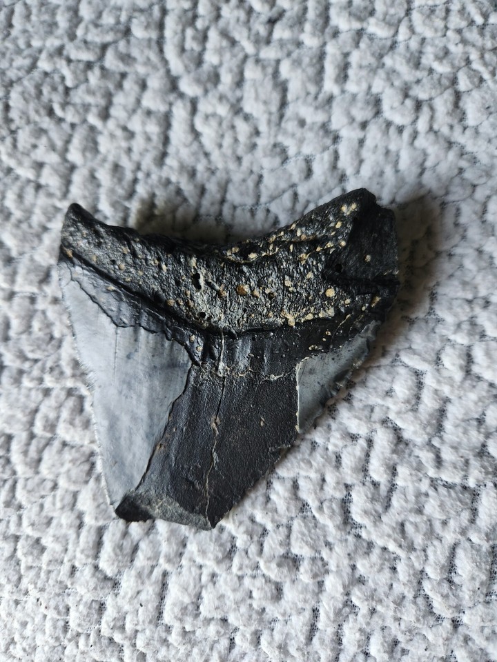 Megalodon Large Shark Tooth Sea Creature Fossil Broken Teeth replica ...
