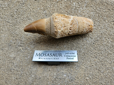 Mosasaurus Tooth 3.5" Beautiful Conical Shape and Great Condition! | eBay