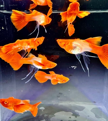 Premium Koi Red Ear Ribbon Guppy High Quality Rare- 1 Trio 1 Male/2 ...