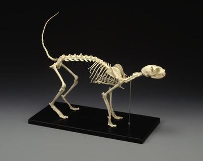 Feline Skeleton Anatomical Model STANDARD SIZE LFA #2020 Cat | eBay