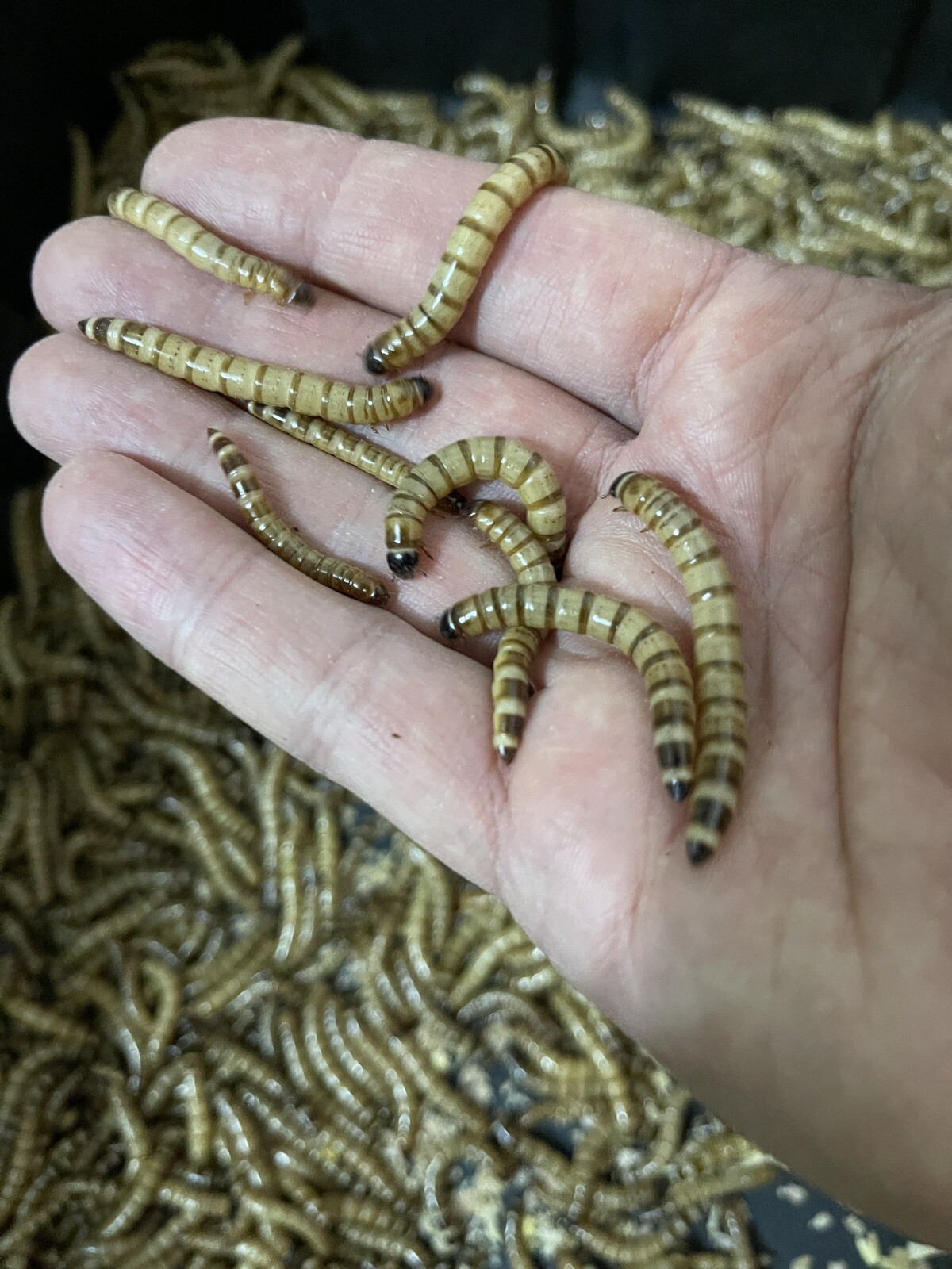 2k Live Superworms - Large FREE SHIPPING | eBay