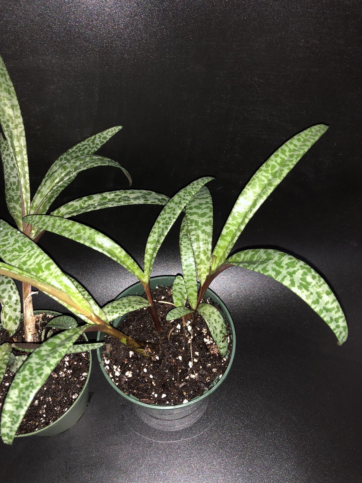 leopard lily succulent violacea 4” | eBay