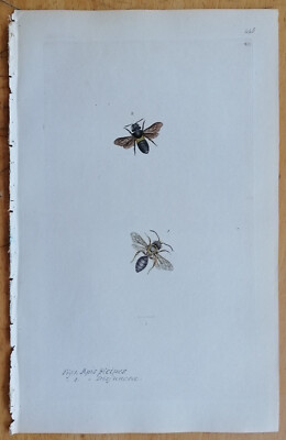 Apis picipes Bee - Donovan Insects Rare Colored Print - 1792 | eBay