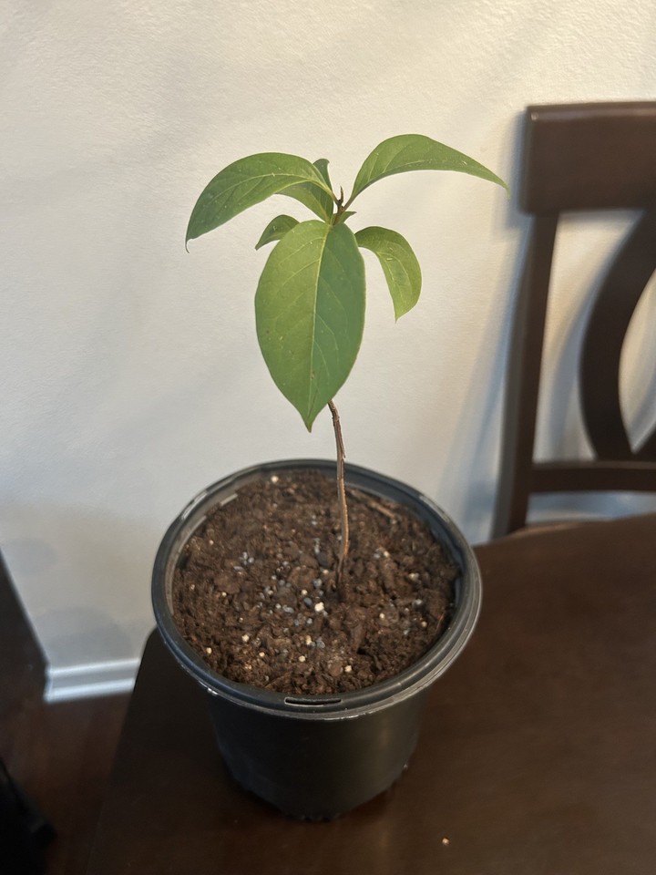 50 American Native Persimmon Tree Seeds - Diospyros Virginiana EDIBLE ...