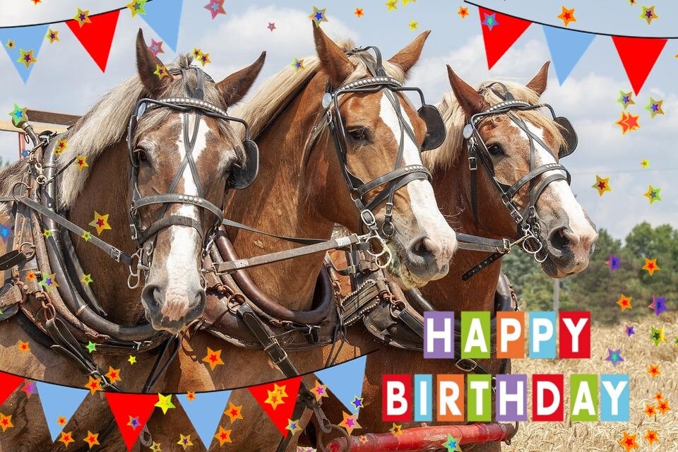 Happy Birthday Images With Horses Birthday Horse Blank Template