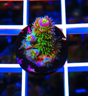 wysiwyg ECR Ultra JF H.W. acro live coral | eBay