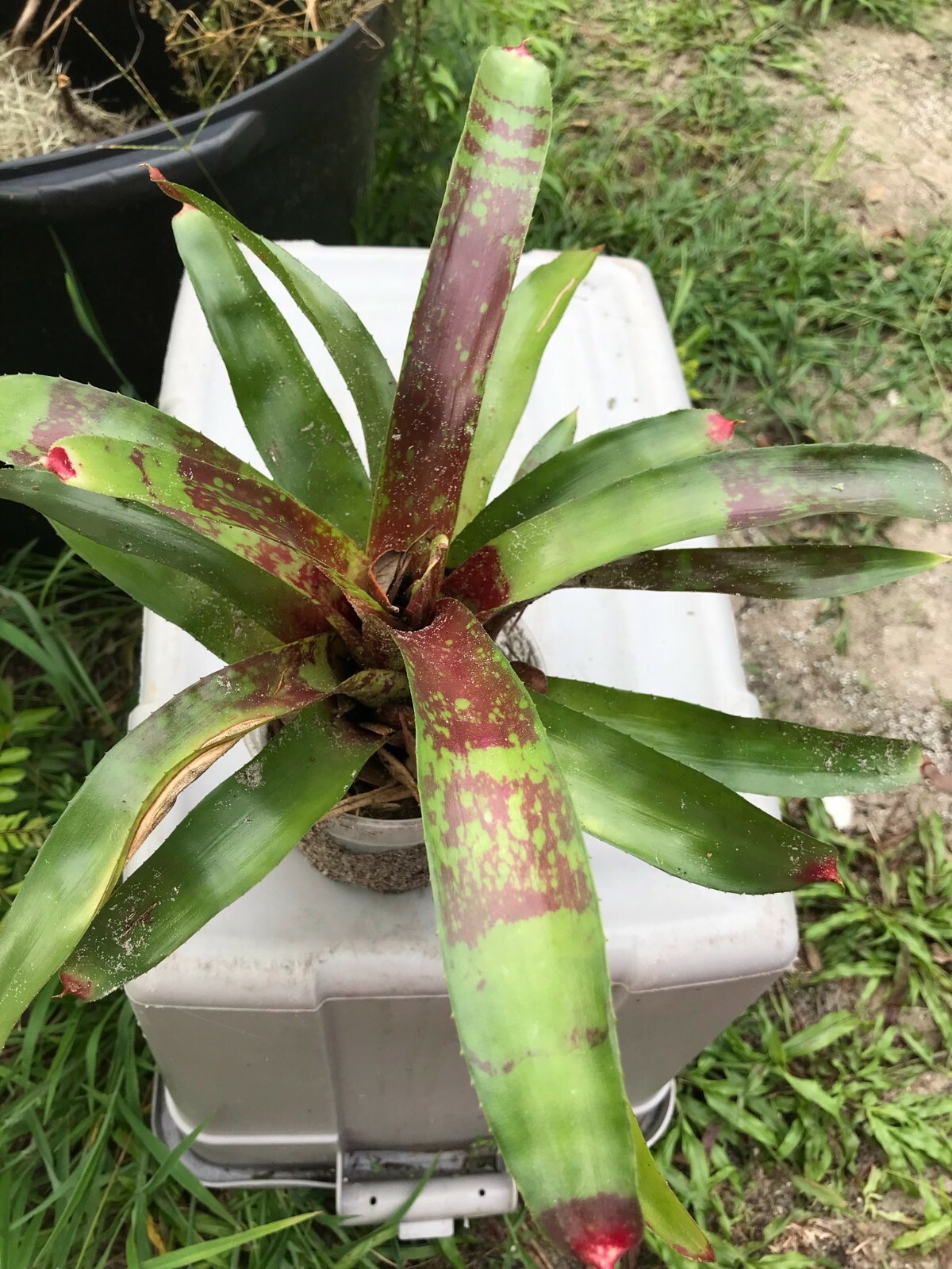Bromeliad neoregelia carcharodon- Red spotted 10"tall | eBay