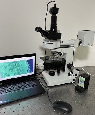 Fluorescence Microscopy