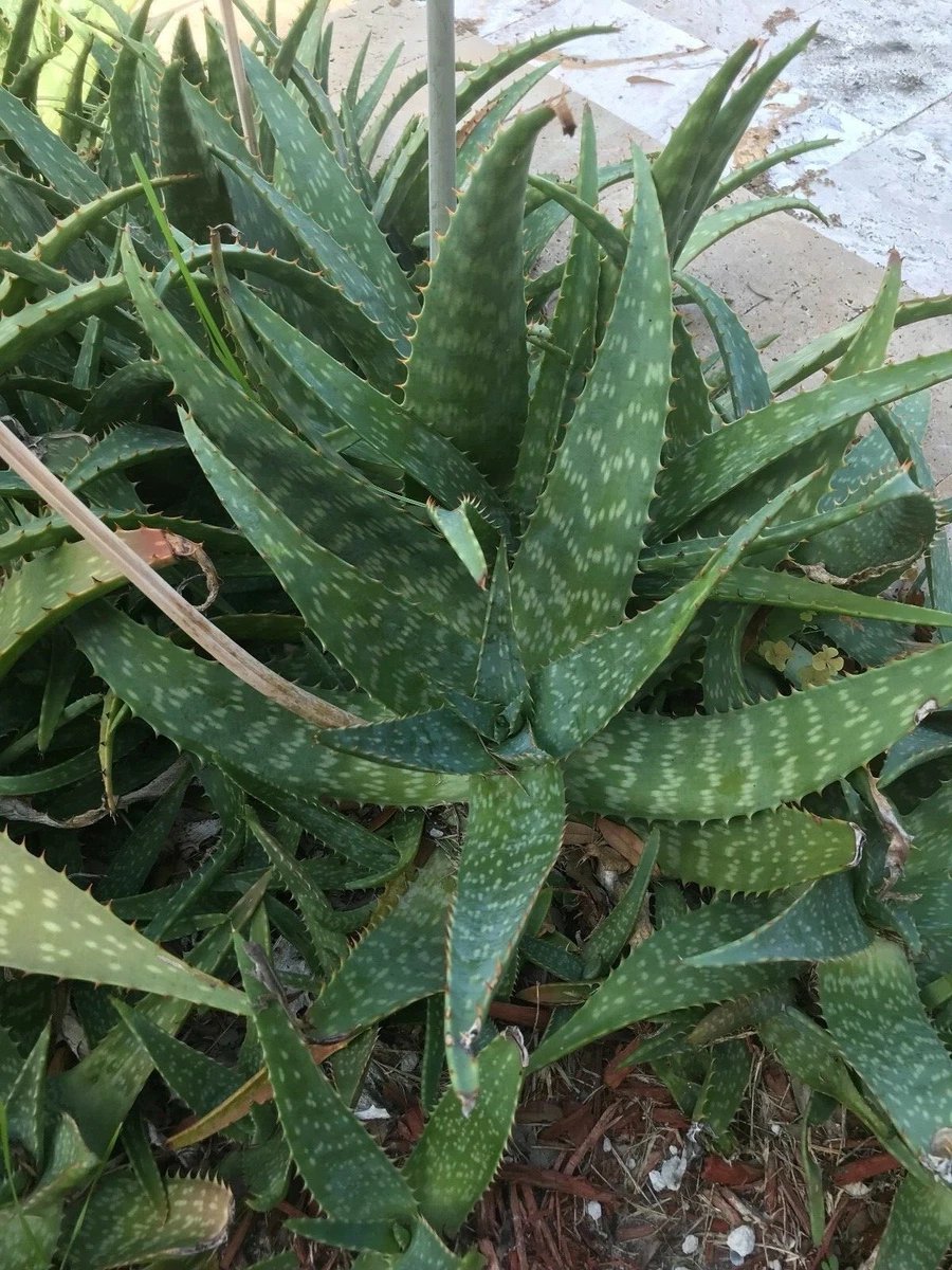 Aloe Vera Plant Growing Indoors