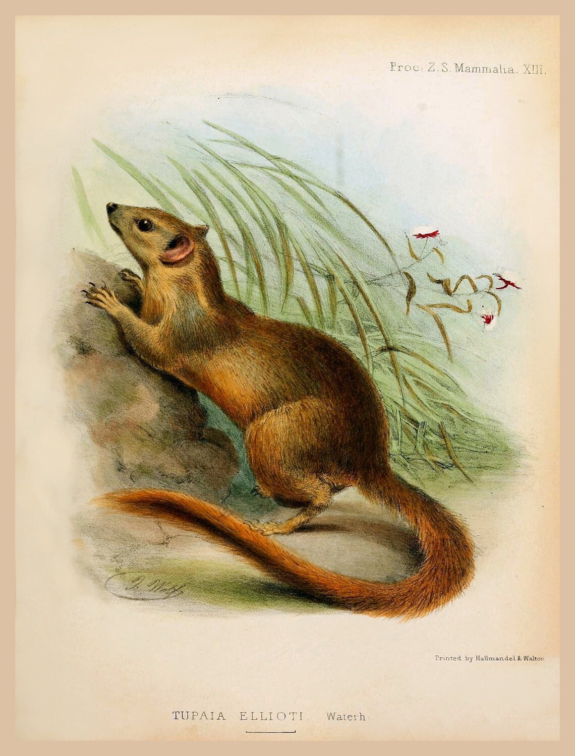 Decor Poster.Home interior design.Room wall print.Tupaia treeshrew.Zoo ...