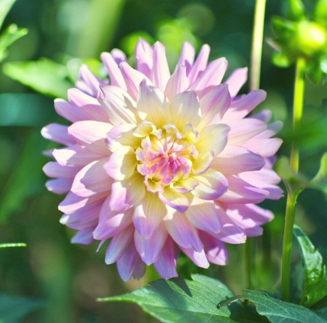1 - PACIFIC JEWEL Decorative Dahlia Bulb Tuber Clump * SHADES of SOFT ...